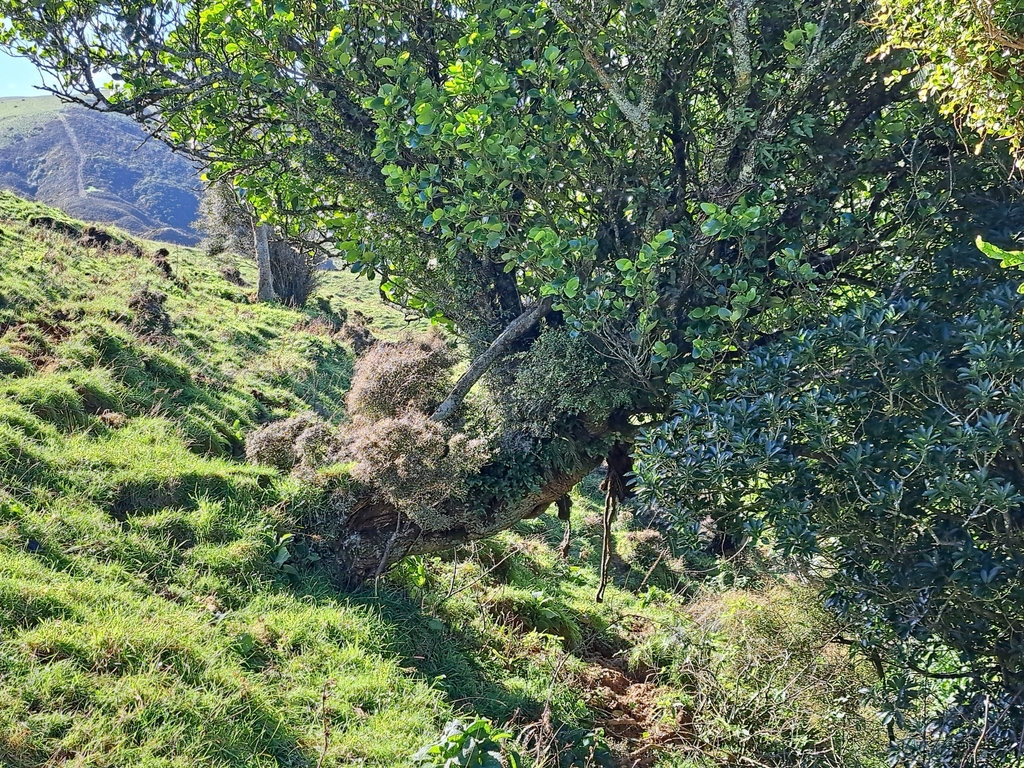 New Zealand Broadleaf from Belmont, Lower Hutt, New Zealand on April 27 ...