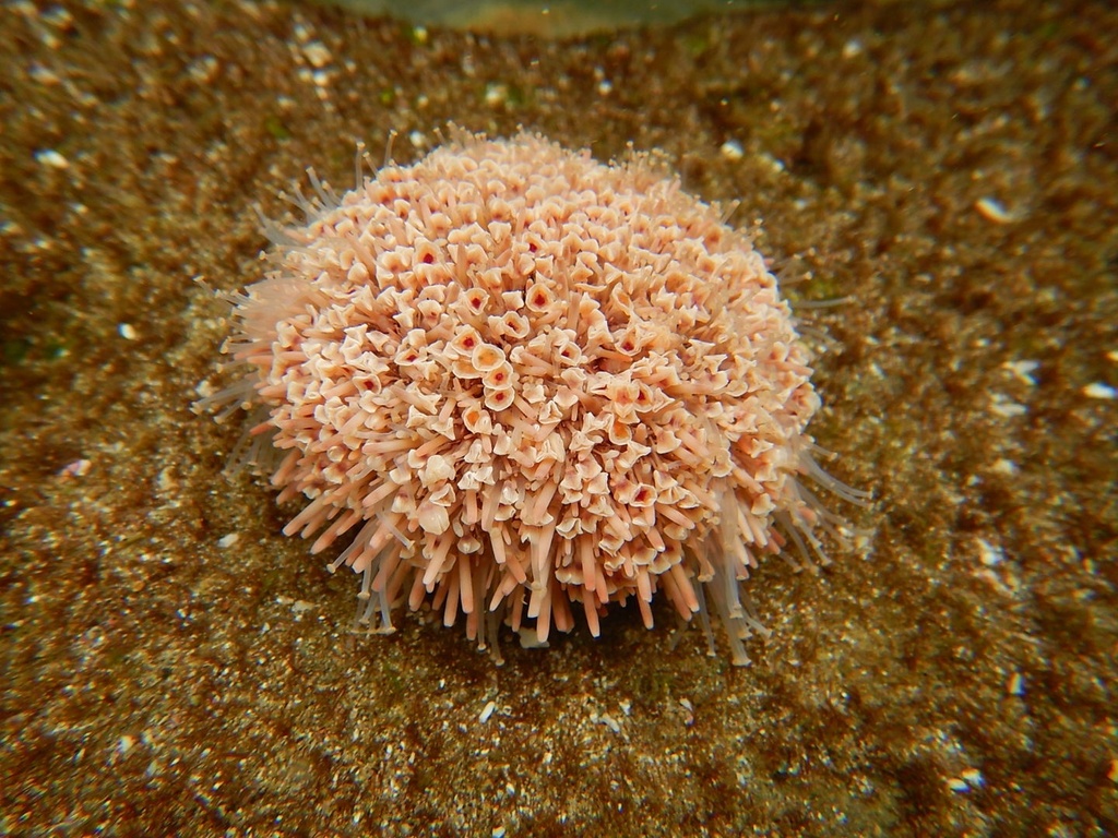 Rose Flower Urchin from Manabí, Ecuador on August 29, 2018 at 09:54 AM ...
