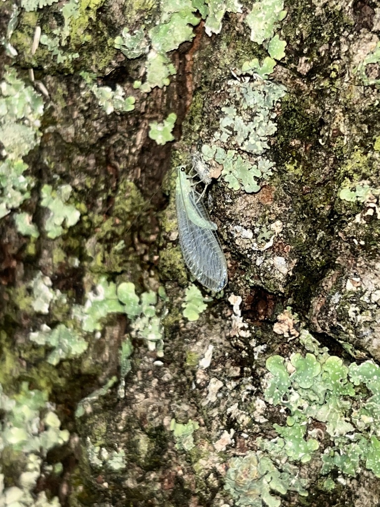 Black-horned Green Lacewing from Berry College, Rome, GA, US on April ...