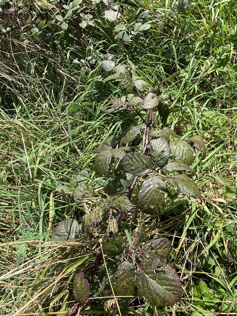 European blackberry from St Francis Xavier School, Wellington ...
