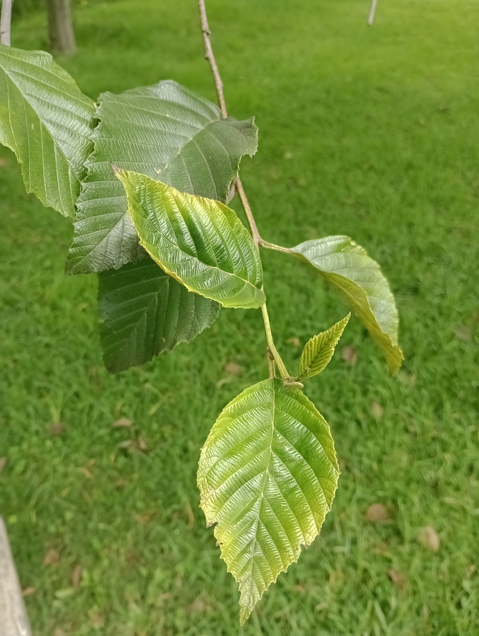 Alnus acuminata Kunth