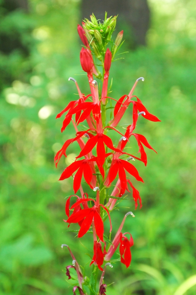 Typical Lobelias (Lobelia) - Botanical Realm