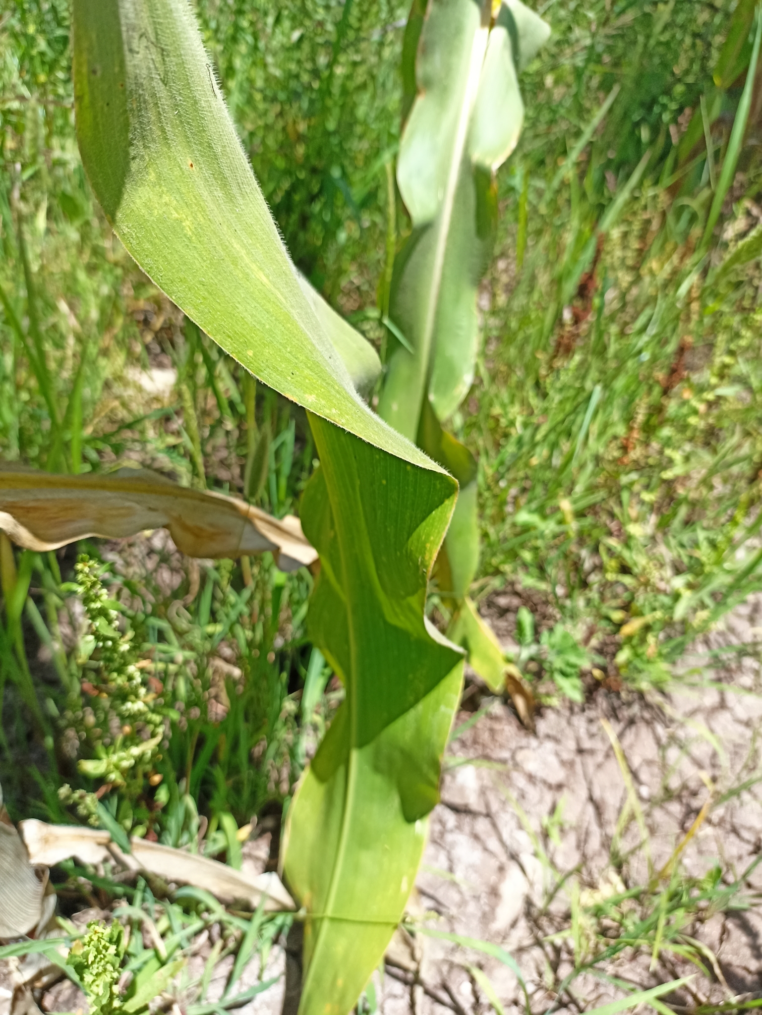 Zea mays L.