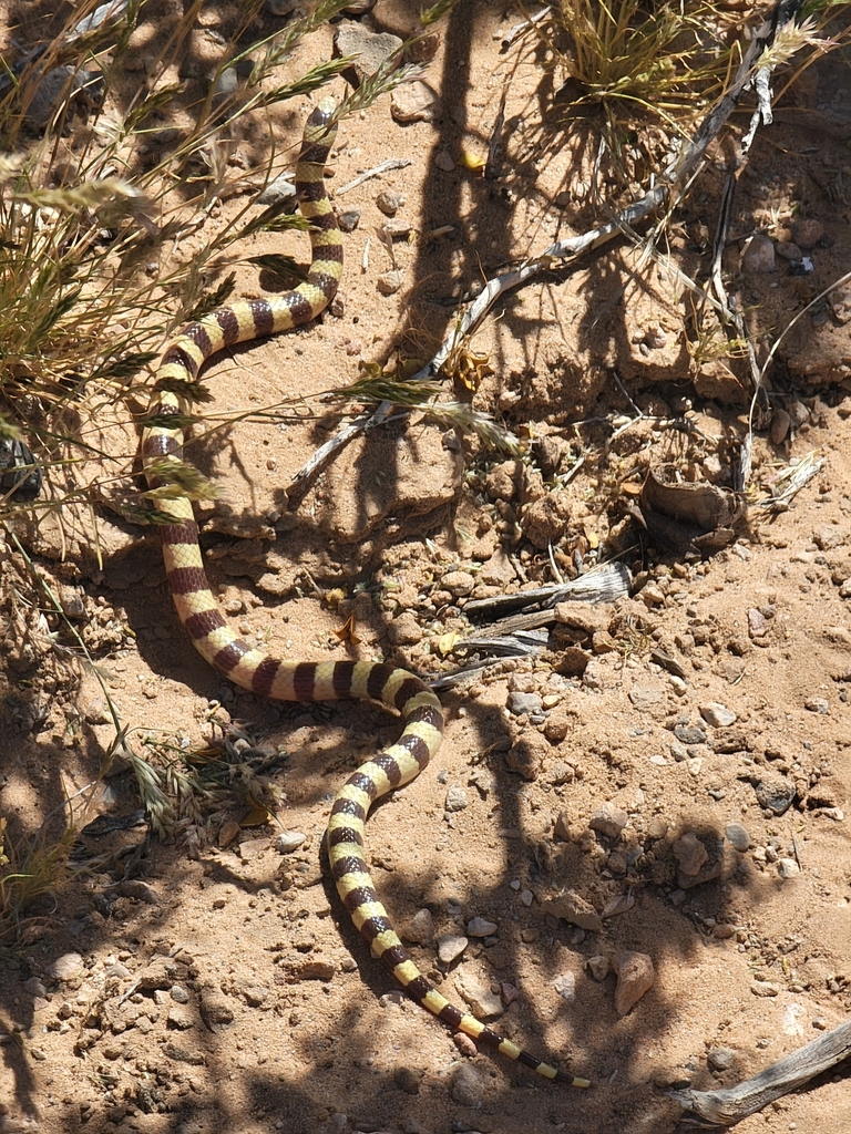 Mojave Shovelnose Snake from Clark County, NV, USA on April 28, 2023 at ...
