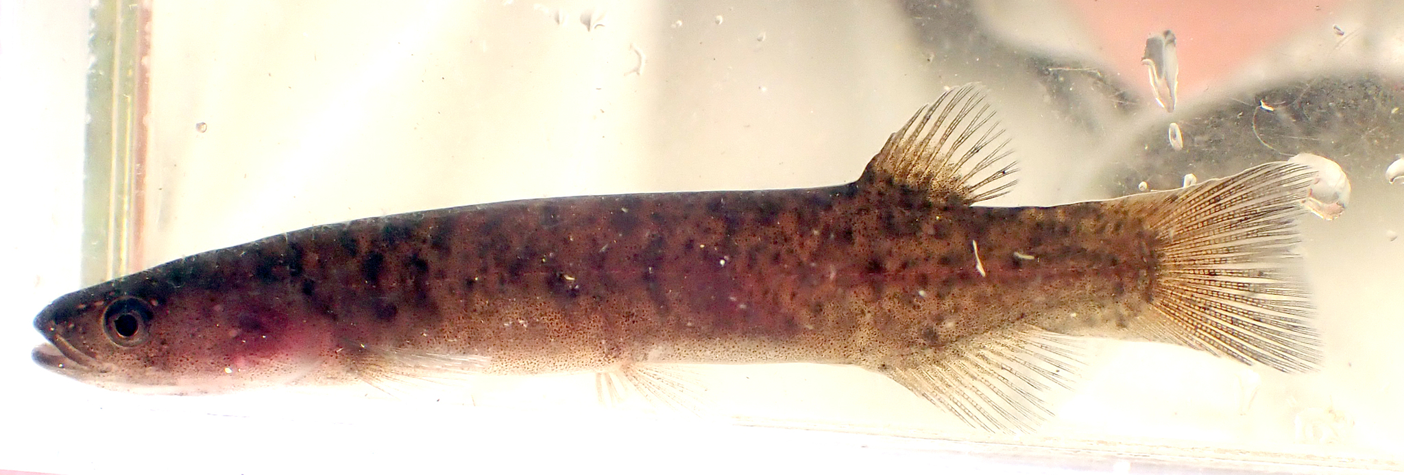 Neochanna Günther, 1867