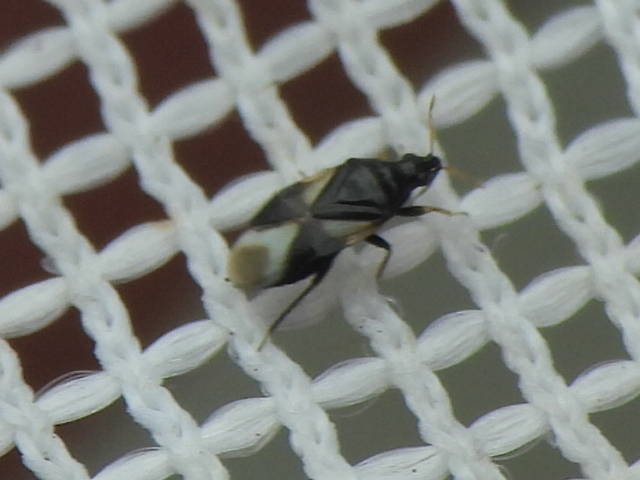 insidious flower bug from Fort Worth, TX, USA on April 28, 2023 at 04: ...