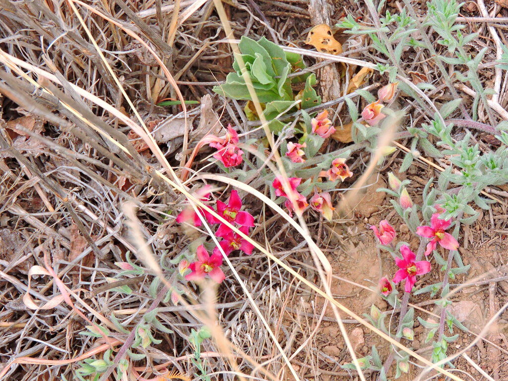 Trailing Rhatany from Lubbock, TX, USA on April 28, 2023 at 06:21 PM by ...