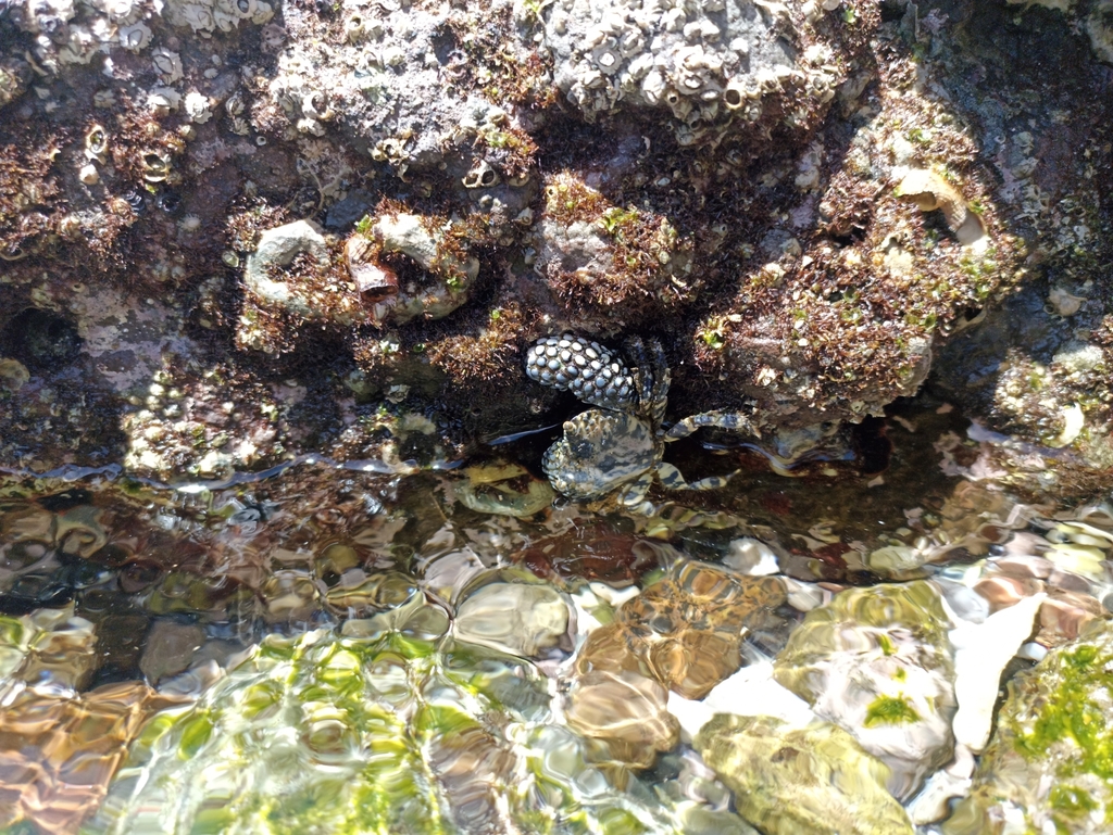 Lumpy Claw Crab on April 28, 2023 at 11:23 AM by Jennifer Ruelas ...