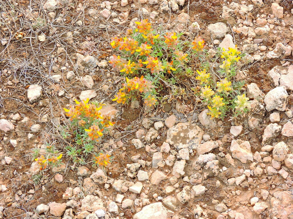 James' Prairie Clover from Lubbock, TX, USA on April 28, 2023 at 06:32 ...