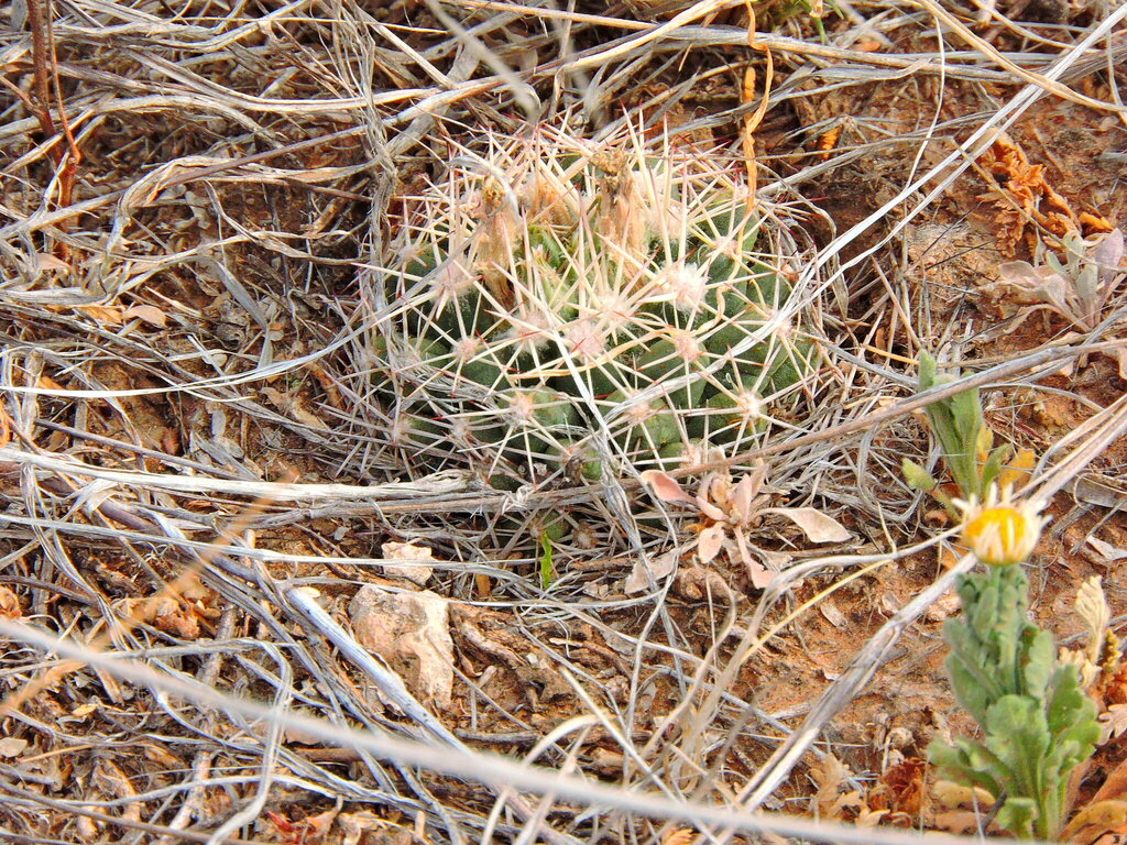 Missouri Foxtail Cactus from Lubbock, TX, USA on April 28, 2023 at 06: ...