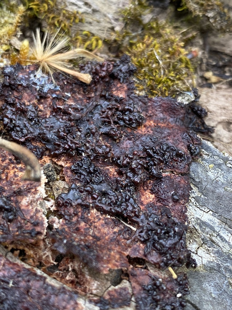 Fungi Including Lichens in April 2023 by jim · iNaturalist