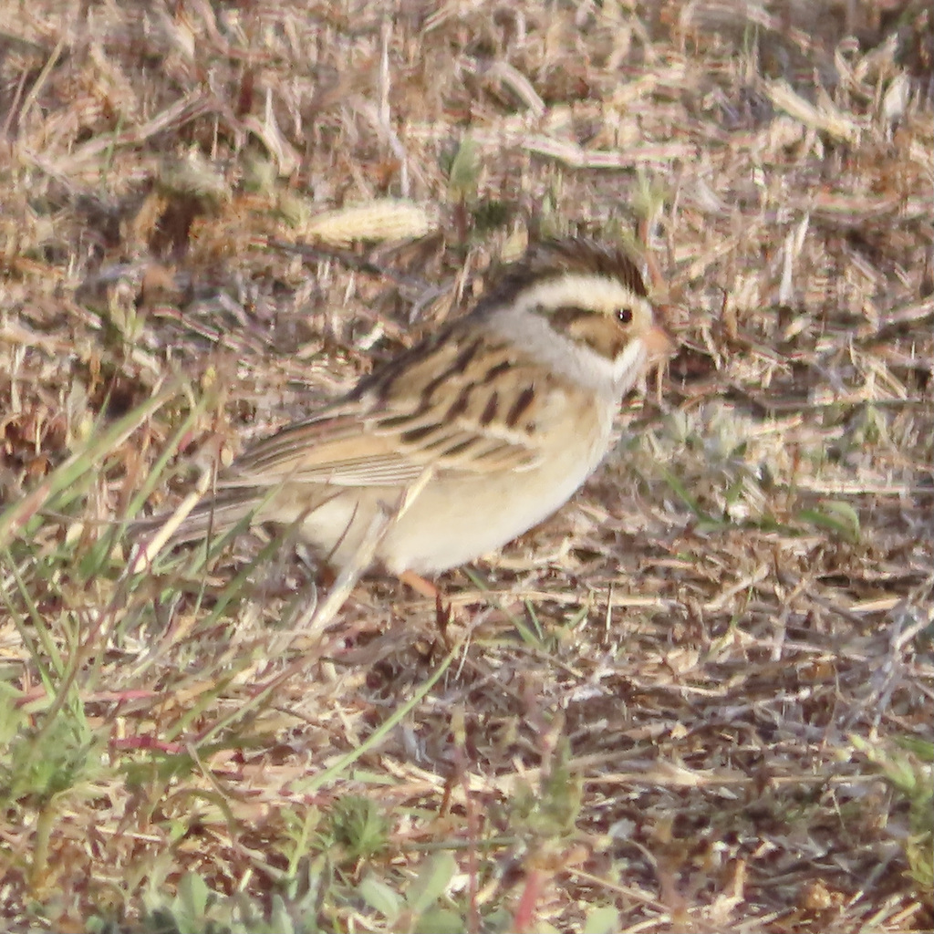 Clay-colored Sparrow in April 2023 by Charlotte Watson Sanders ...