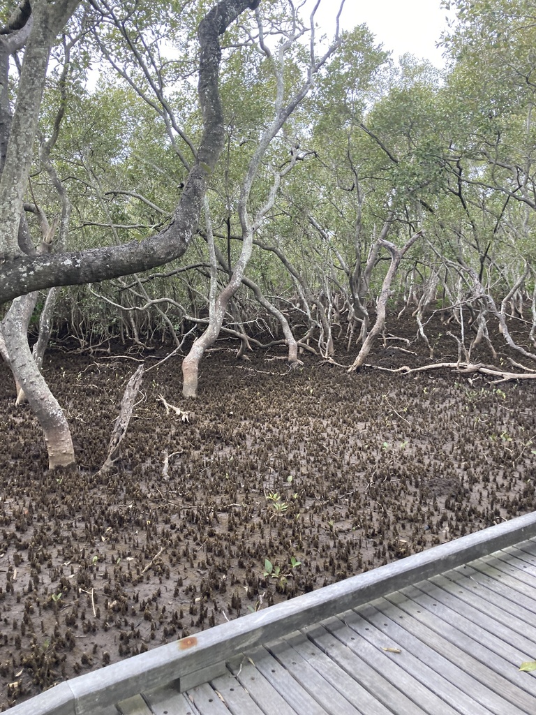 dicots from Boondall Wetlands Reserve, Nudgee Beach, QLD, AU on April ...