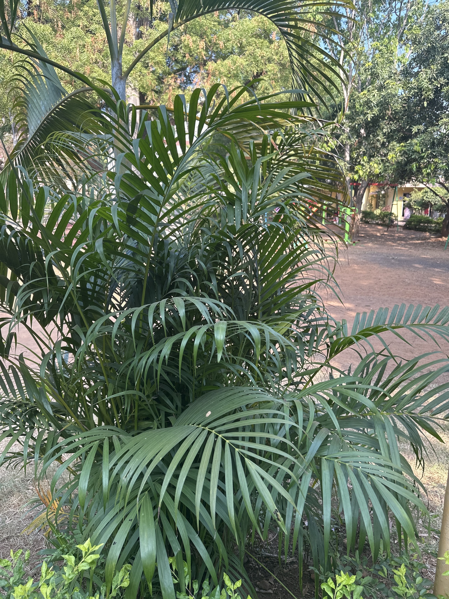 Dypsis lutescens (H.Wendl.) Beentje & J.Dransf.