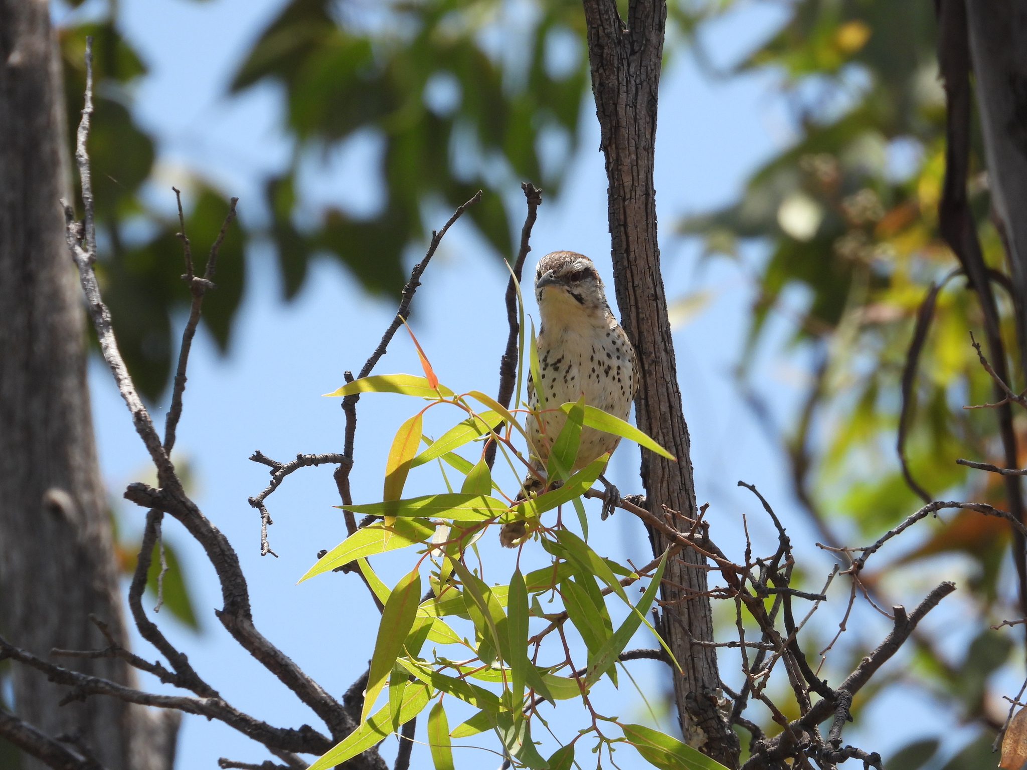 Campylorhynchus gularis P.L.Sclater, 1861