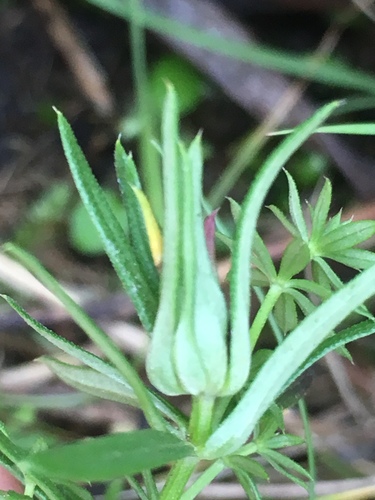 Contarinia vera · iNaturalist