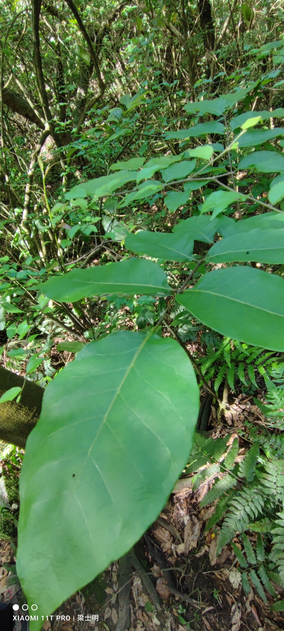 Akaniaceae