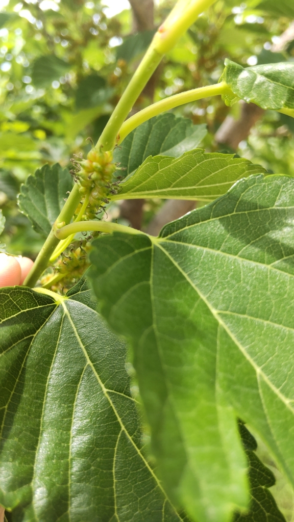 Korean mulberry from 日本 〒158-0094 on April 29, 2023 at 11:37 AM by ...