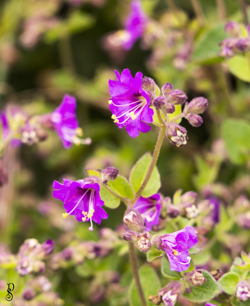 Wishbone Bush from Wooded Area, San Diego, CA, USA on April 28, 2023 at ...