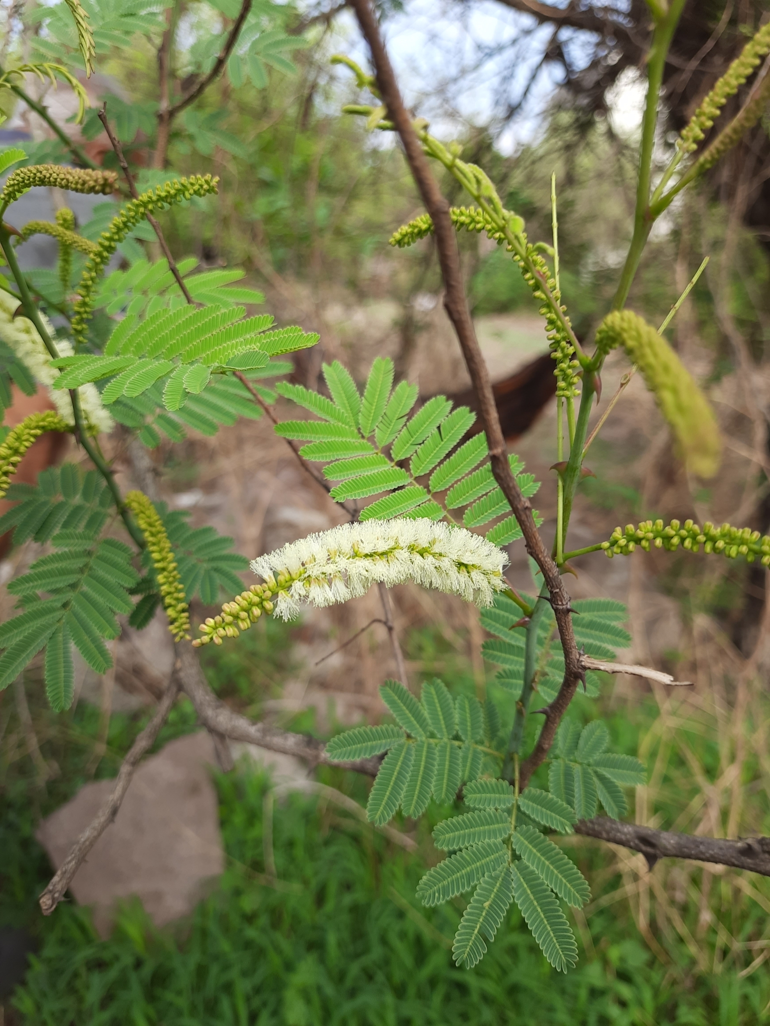 Senegalia catechu (L.f.) P.J.H.Hurter & Mabb.