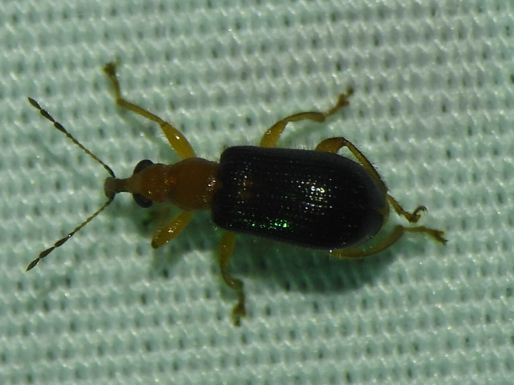 Eugnamptus angustatus (J.F.W.Herbst, 1797)