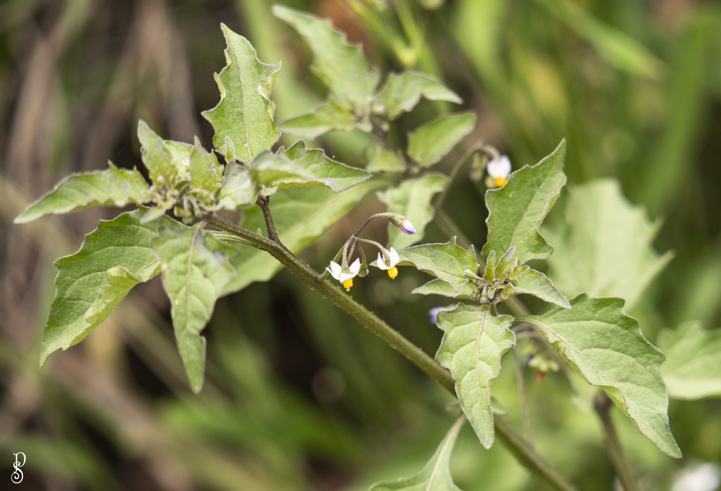 American black nightshade from Wooded Area, San Diego, CA, USA on April ...