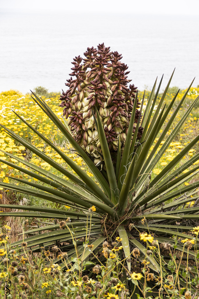 Mojave Yucca from Wooded Area, San Diego, CA, USA on April 28, 2023 at ...