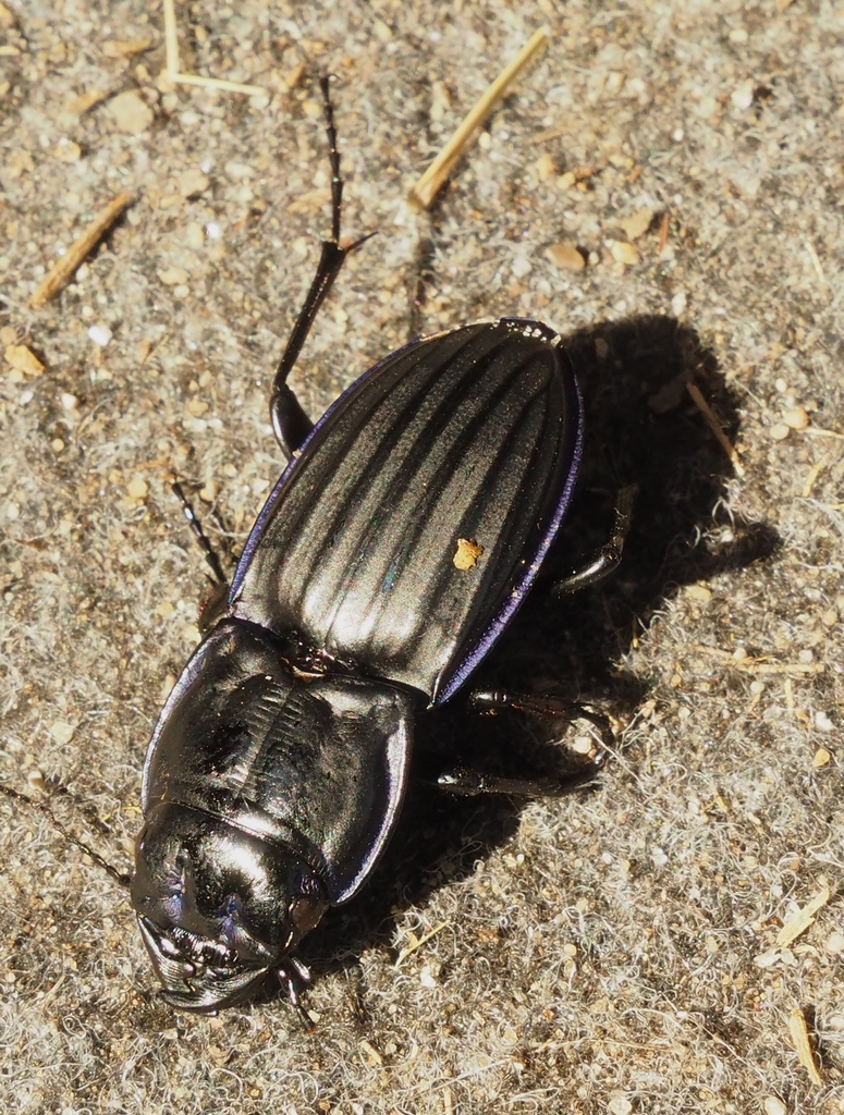 Margined Warrior Beetle (Pipsico Scout Reservation Awesome Nature Guide ...