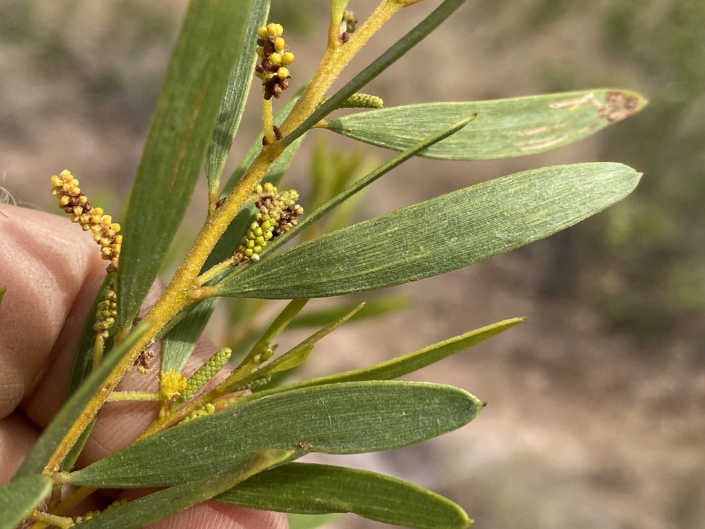 Hammond's Wattle in April 2023 by ryanthughes · iNaturalist