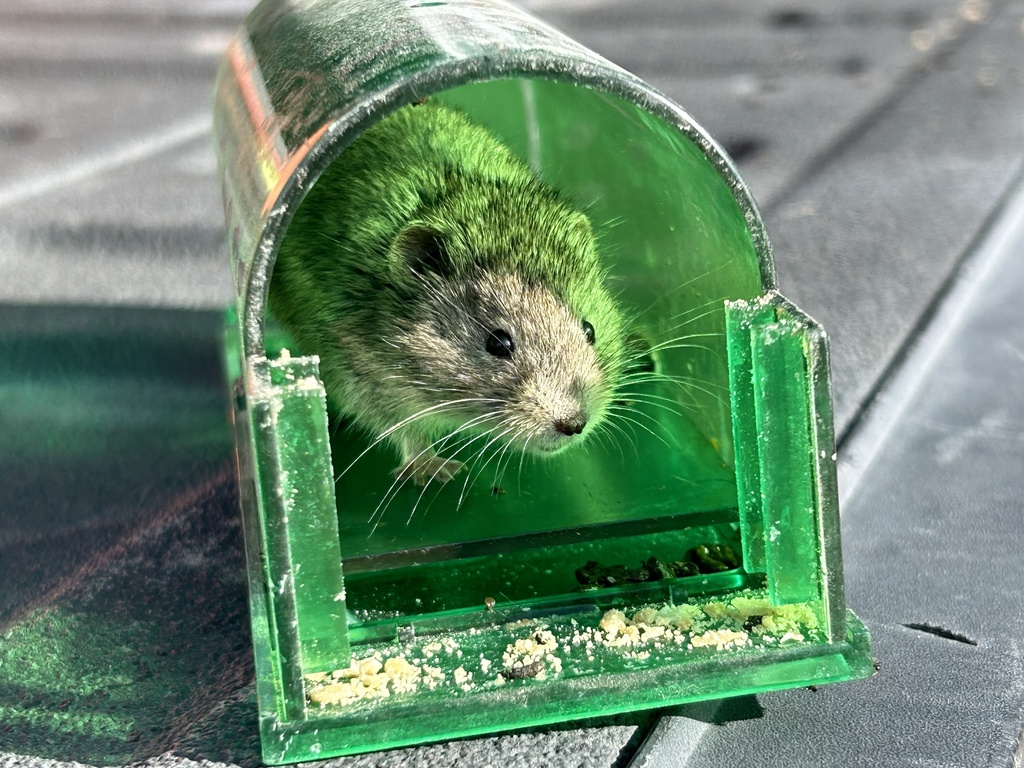 Sagebrush Vole (Lemmiscus curtatus) - Know Your Mammals