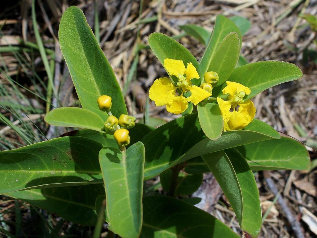 (Stigmaphyllon paralias) - Botanical Realm