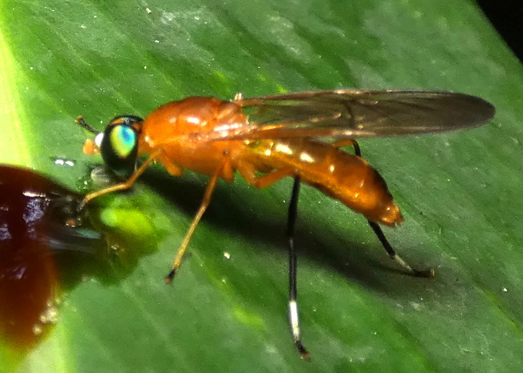 Ptecticus from Zona rural de Paudalho - Pernambuco on April 23, 2023 at ...