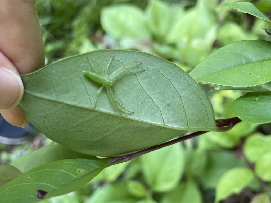Oxytate striatipes in April 2023 by akire_n · iNaturalist