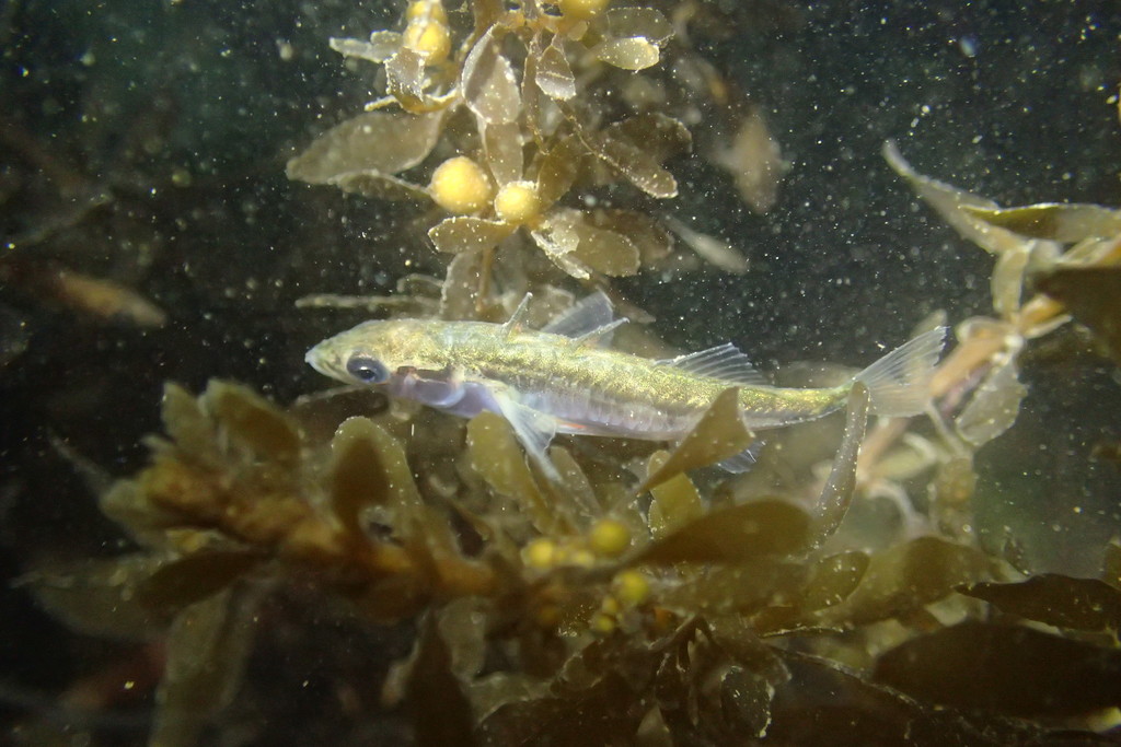 Three-spined Stickleback (Fishes of Chicago Wilderness) · iNaturalist