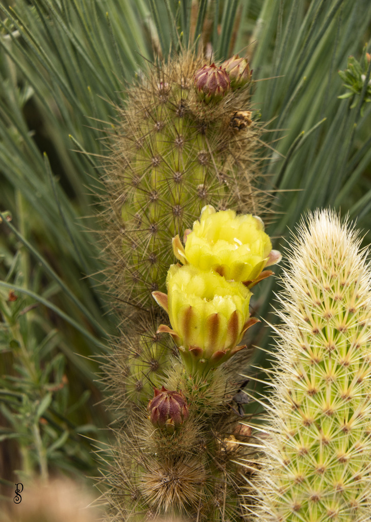 Golden-spined Cereus in April 2023 by paulacs · iNaturalist