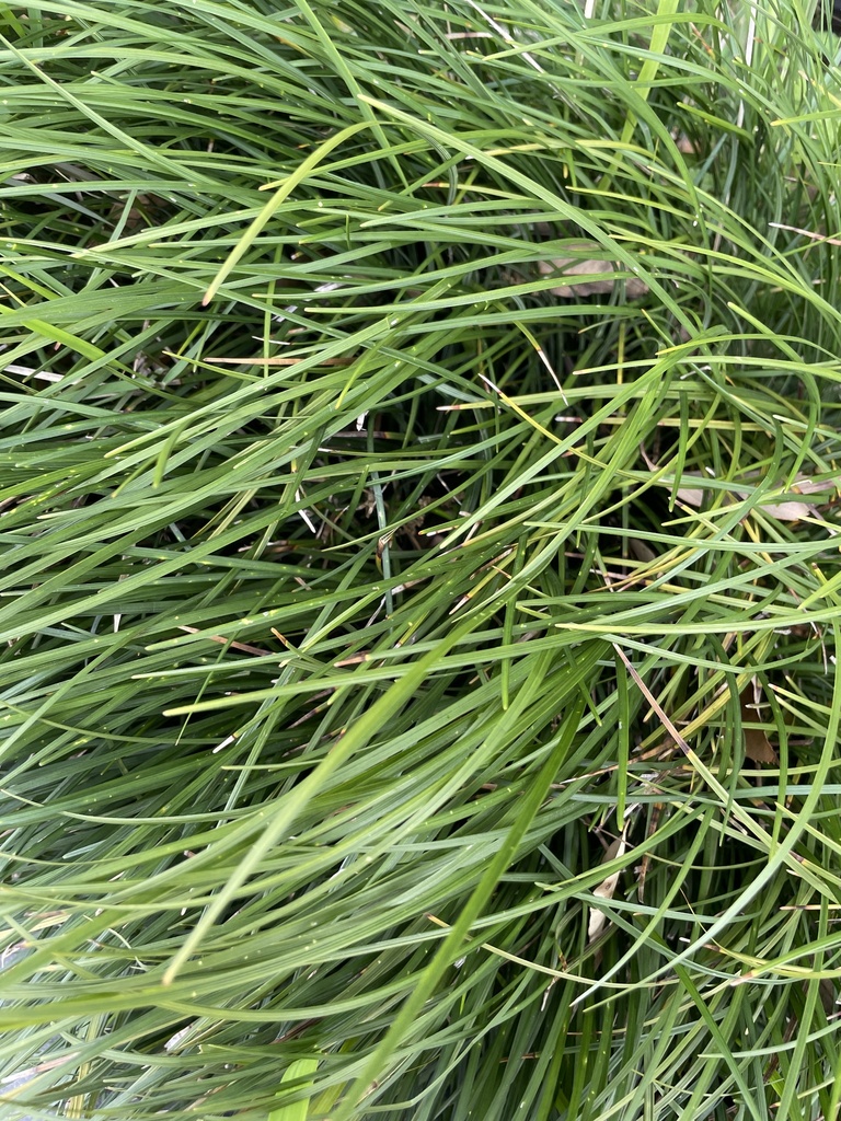 Dwarf Lily-turf from 玉川1丁目, 世田谷区, 東京都, JP on April 29, 2023 at 12:02 PM ...