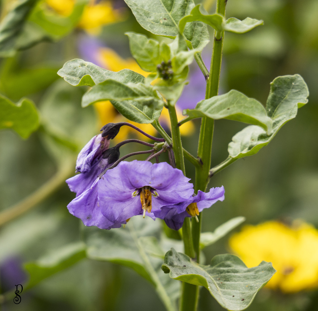Parish's nightshade from Wooded Area, San Diego, CA, USA on April 28 ...