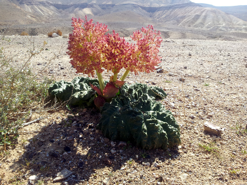 knotweed family (Polygonaceae) - Botanical Realm