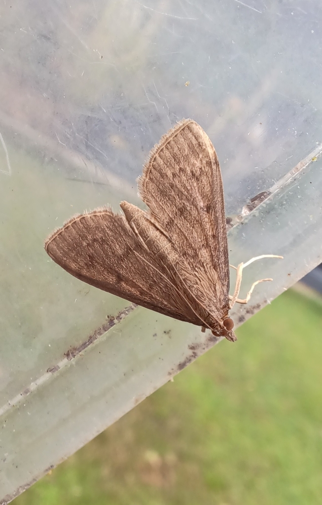 Grass Webworm Moth from South West Rocks NSW 2431, Australia on April ...