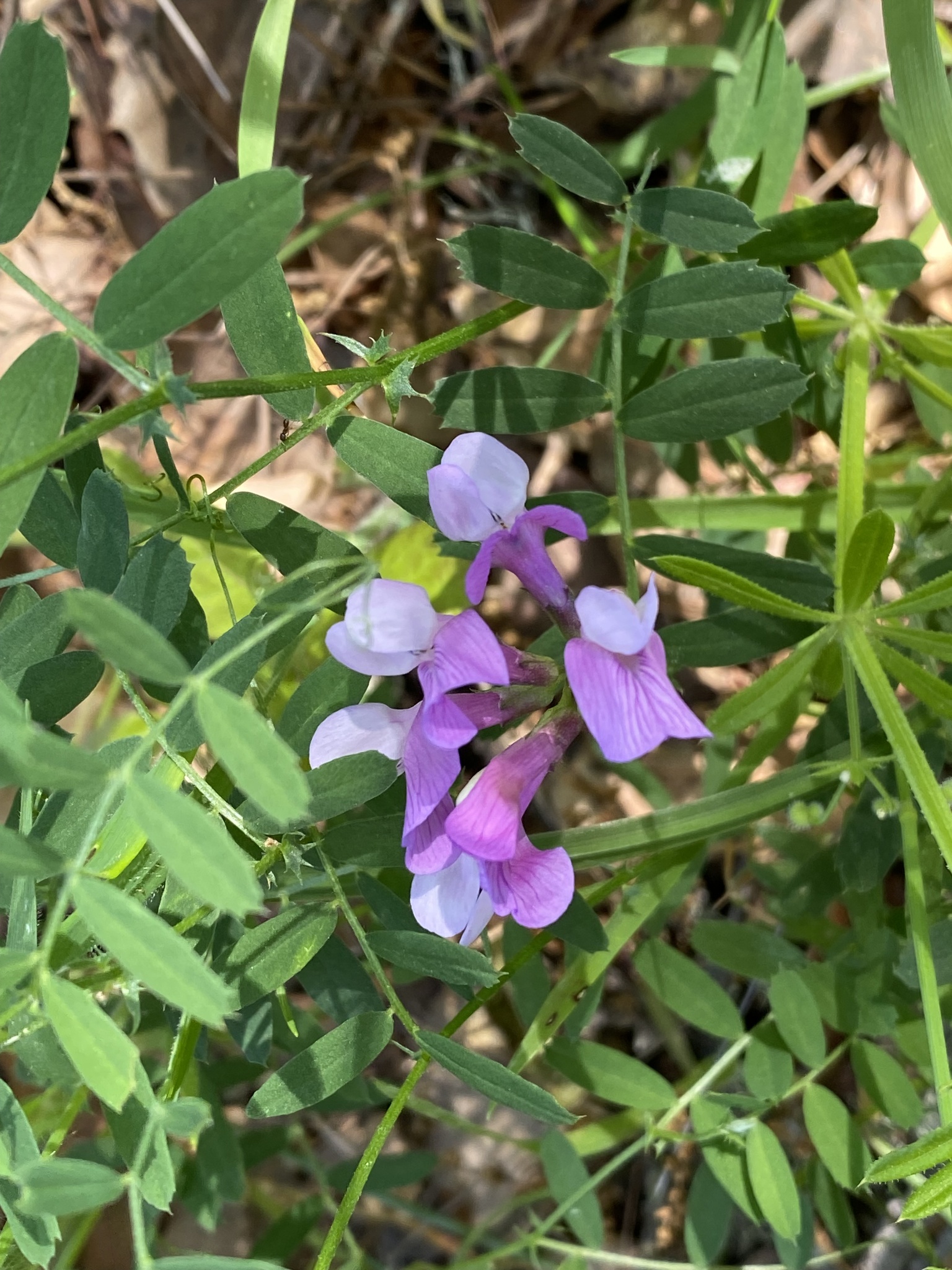 Vicia americana Muhl. ex Willd.