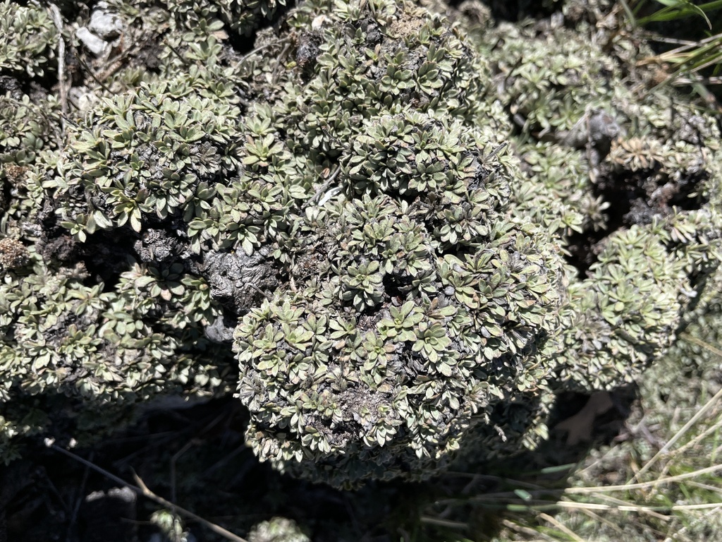 mat rock spiraea from S Palladium Dr, West Jordan, UT, US on April 28 ...