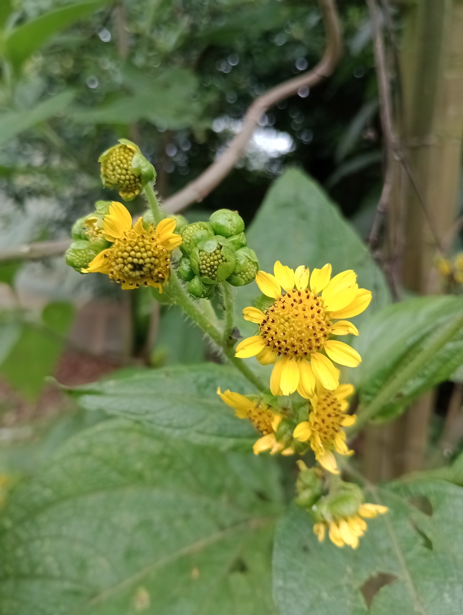 Smallanthus pyramidalis (Triana) H.Rob.