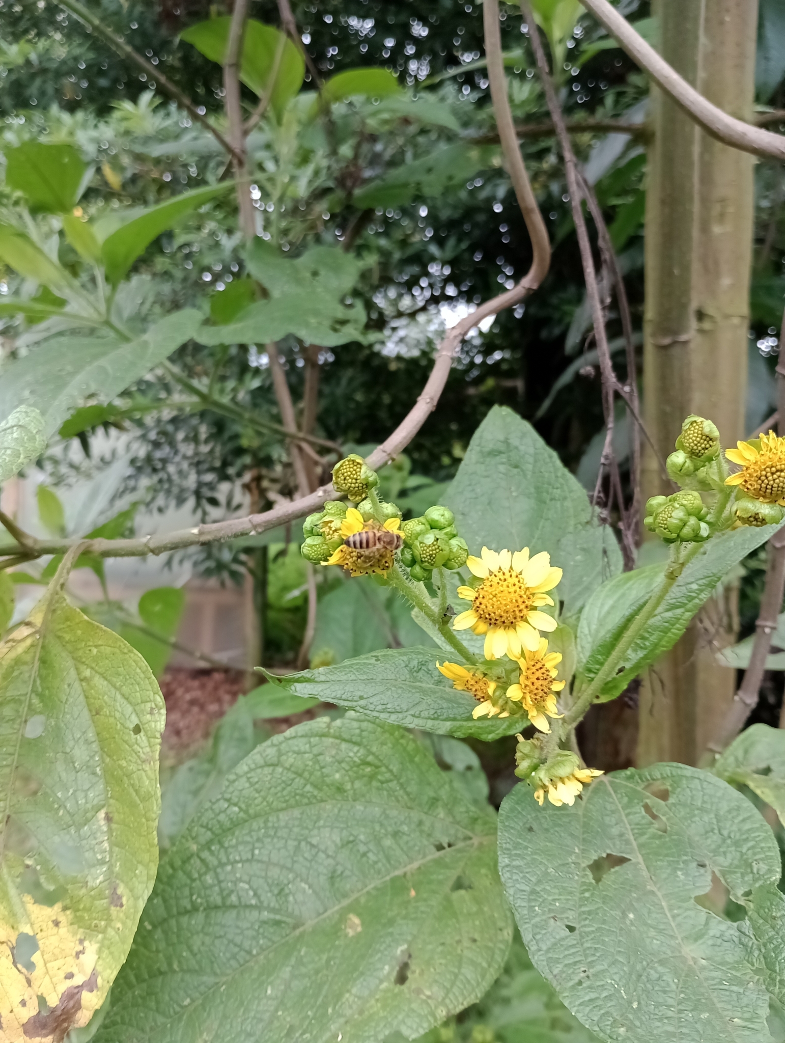 Smallanthus pyramidalis (Triana) H.Rob.