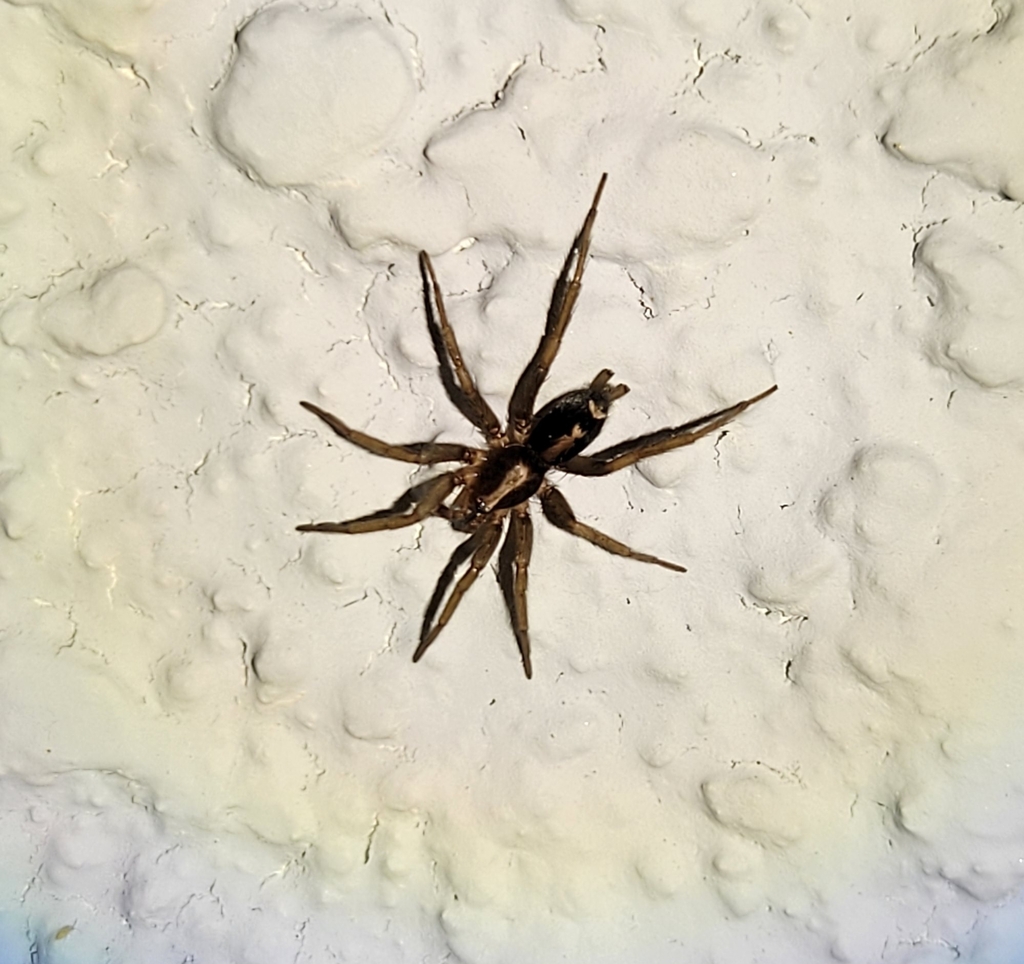 Western Parson Spider in April 2023 by Tom Benson · iNaturalist