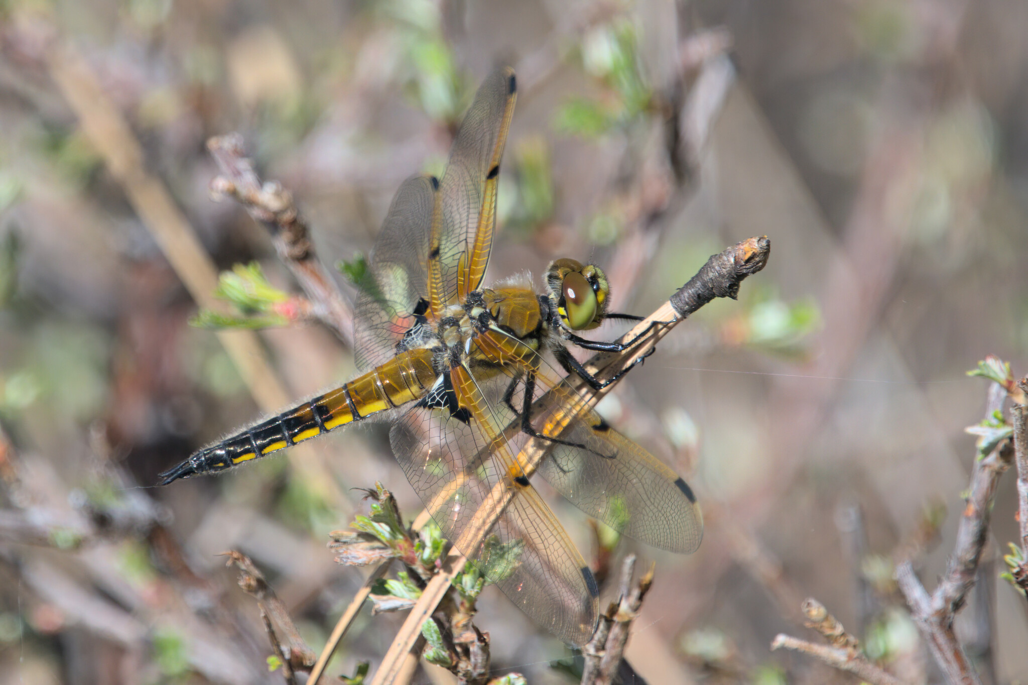 Libellula quadrimaculata Linnaeus, 1758