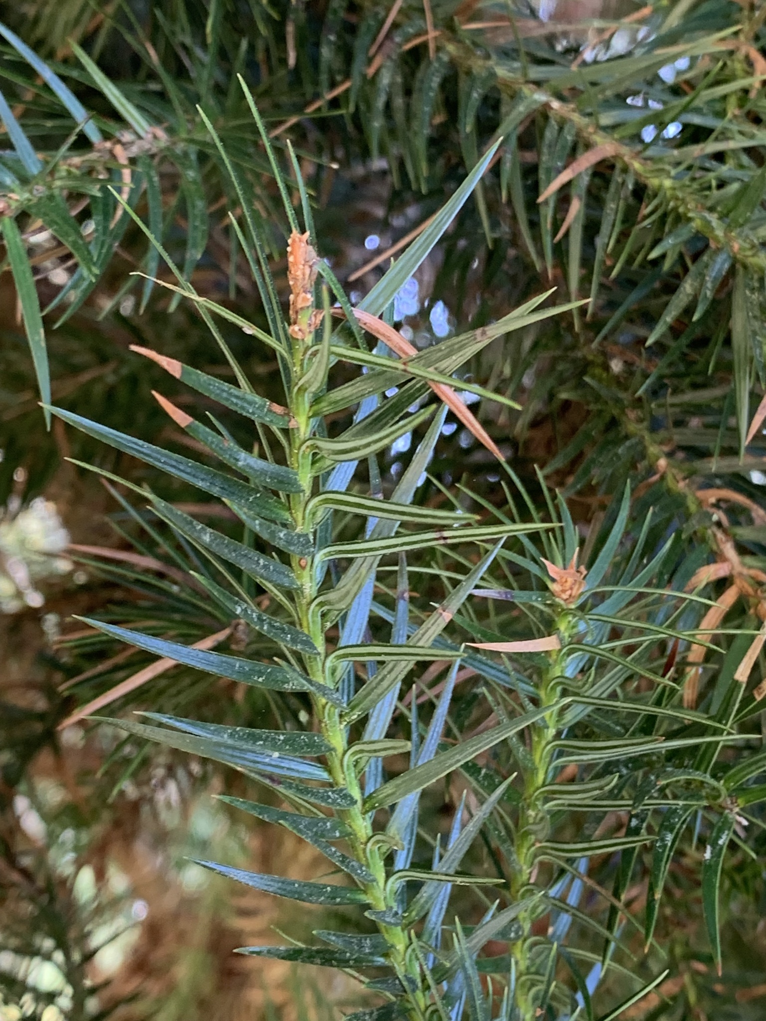 Cunninghamia lanceolata (Lamb.) Hook.