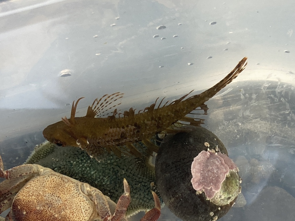 Brown Topknot from Te Ika-a-Māui/North Island, Wellington, Wellington ...