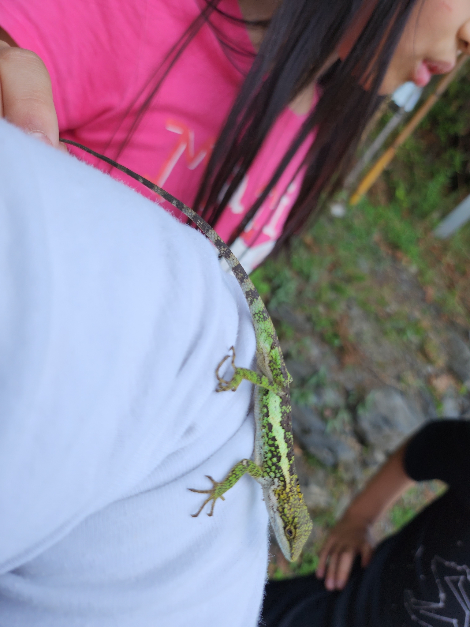 Diploderma brevipes (Gressitt, 1936)