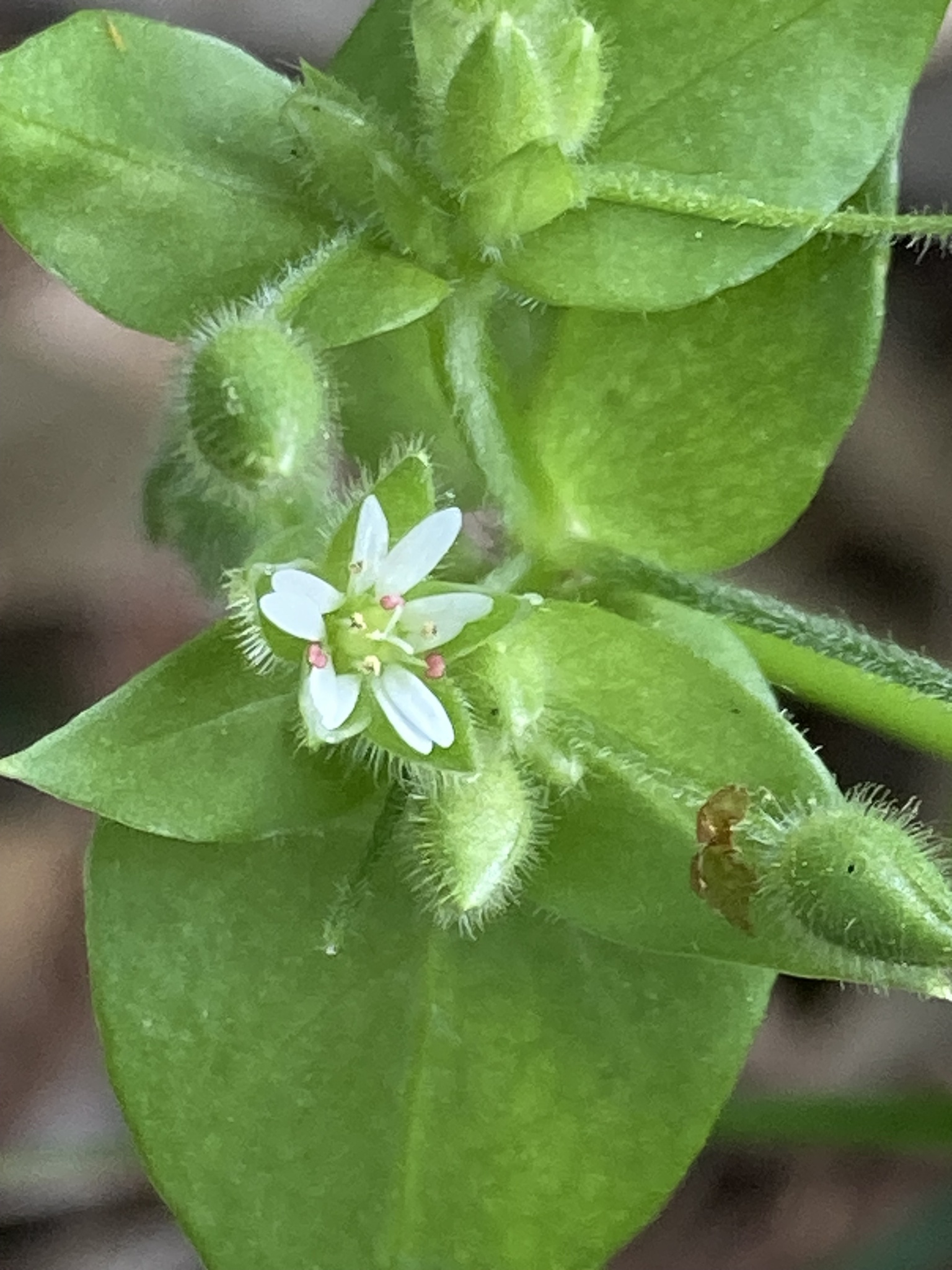 Stellaria neglecta (Lej.) Weihe