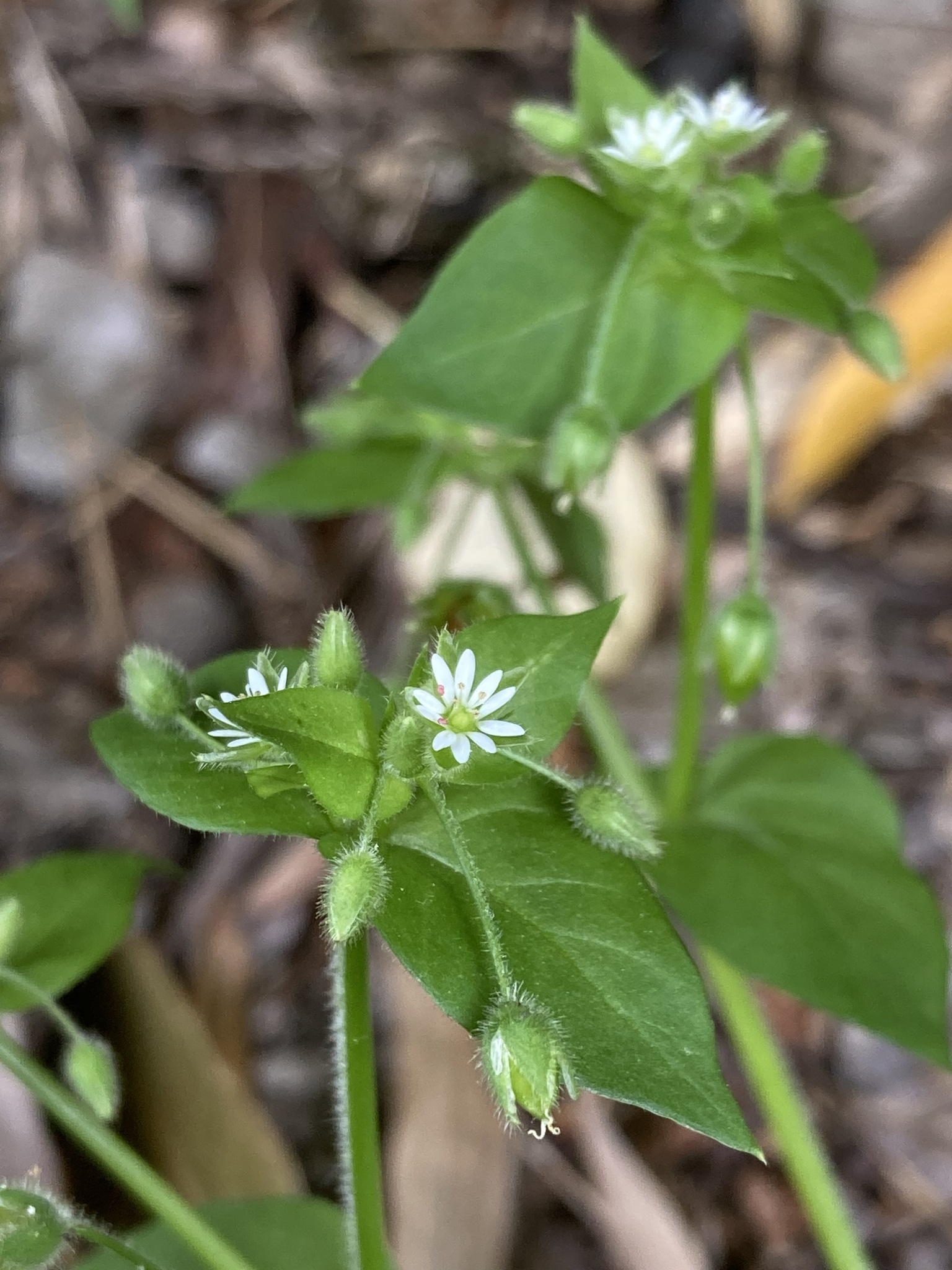 Stellaria neglecta (Lej.) Weihe